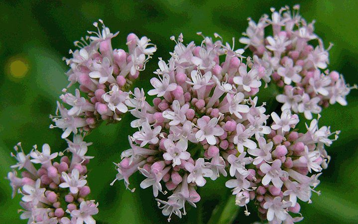 Ayurvedic Description Of Tagar Valeriana Wallichii Ayurvedic Description Of Tagar Valeriana Wallichii